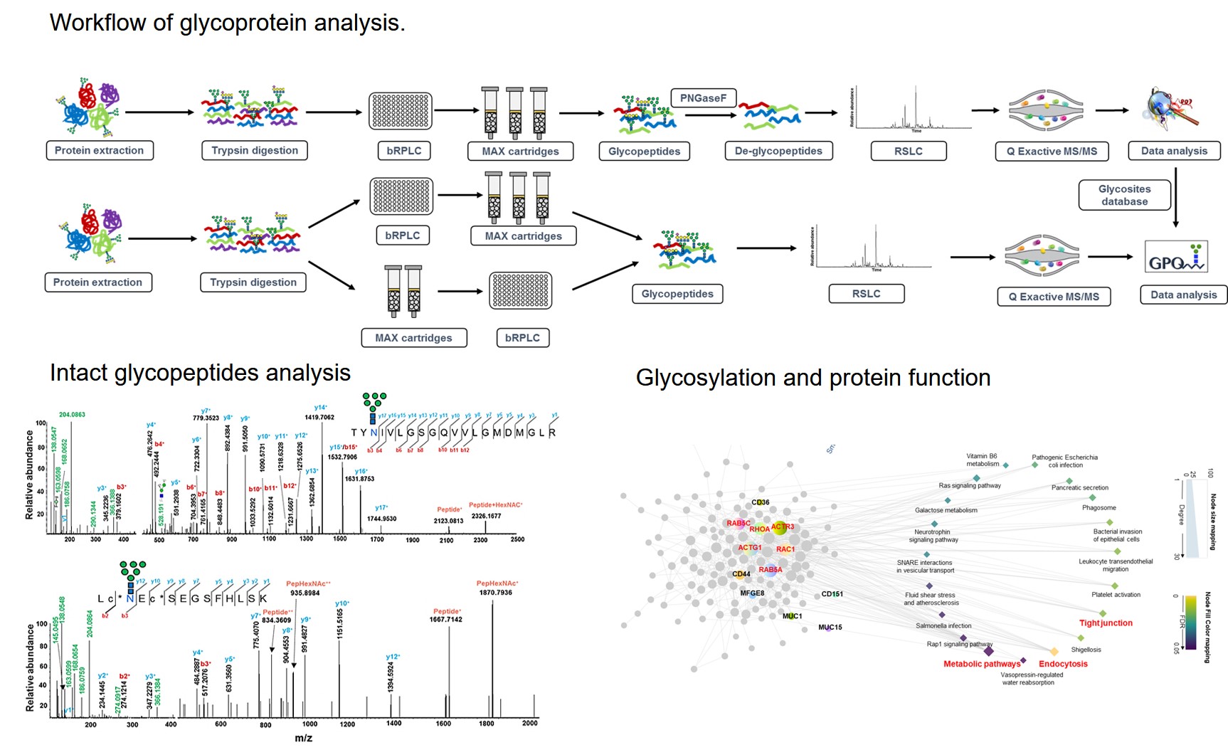 Research-江南大学细胞糖生物学实验室网站